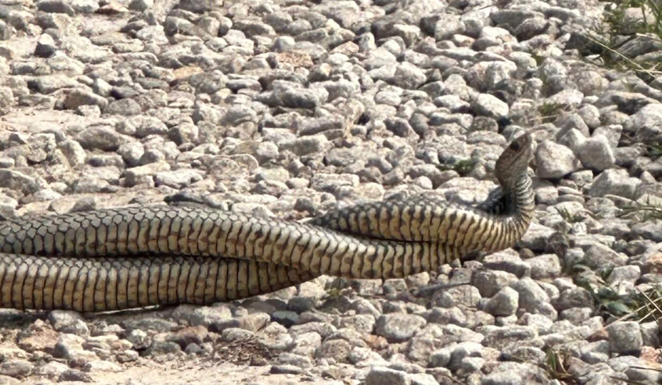 Hiking with Snakes - Sterling Fitness